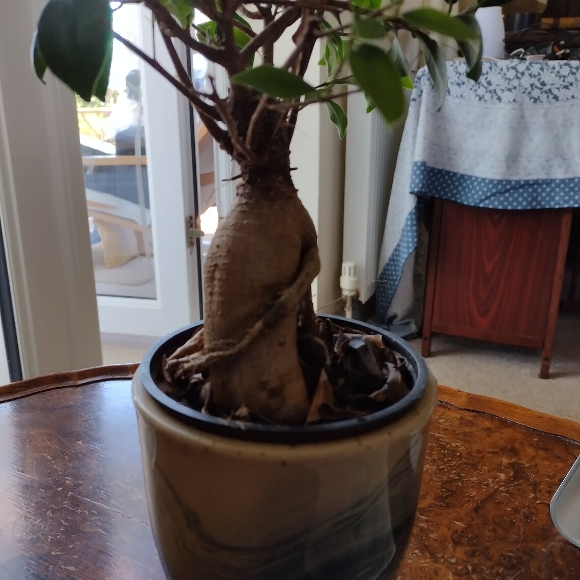 Plant Music: Bonsai Tree With Harp Meditation Music 432hz - Etsy