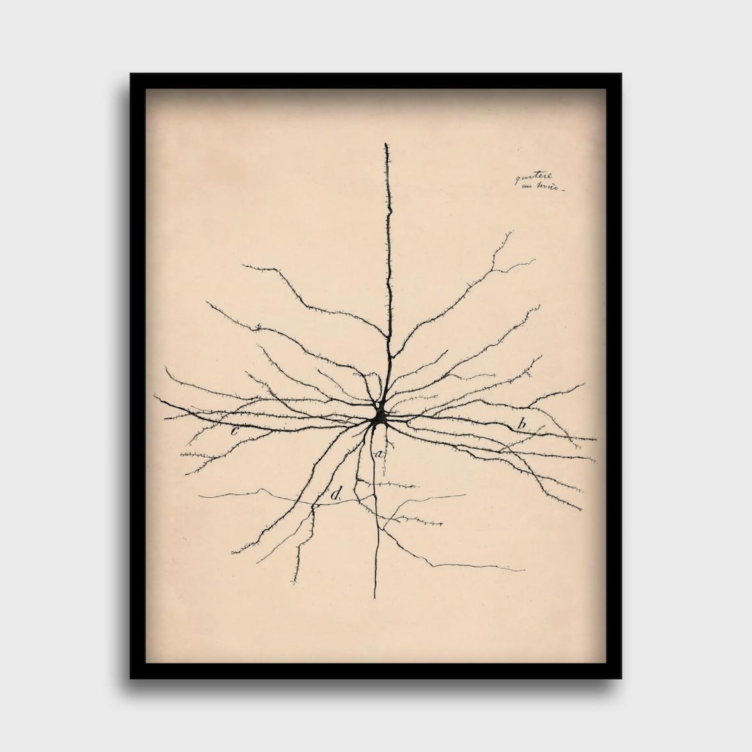 Pyramidal Neuron Vintage Drawing | Brain Cell by Santiago Ramon Y Cajal ...