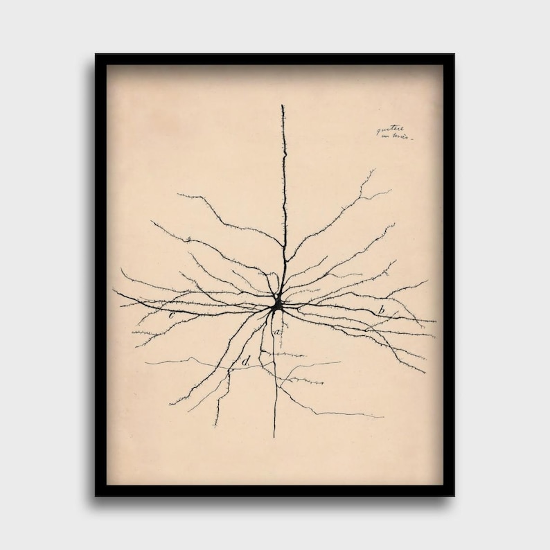 Pyramidal Neuron Vintage Drawing | Brain Cell by Santiago Ramon Y Cajal ...