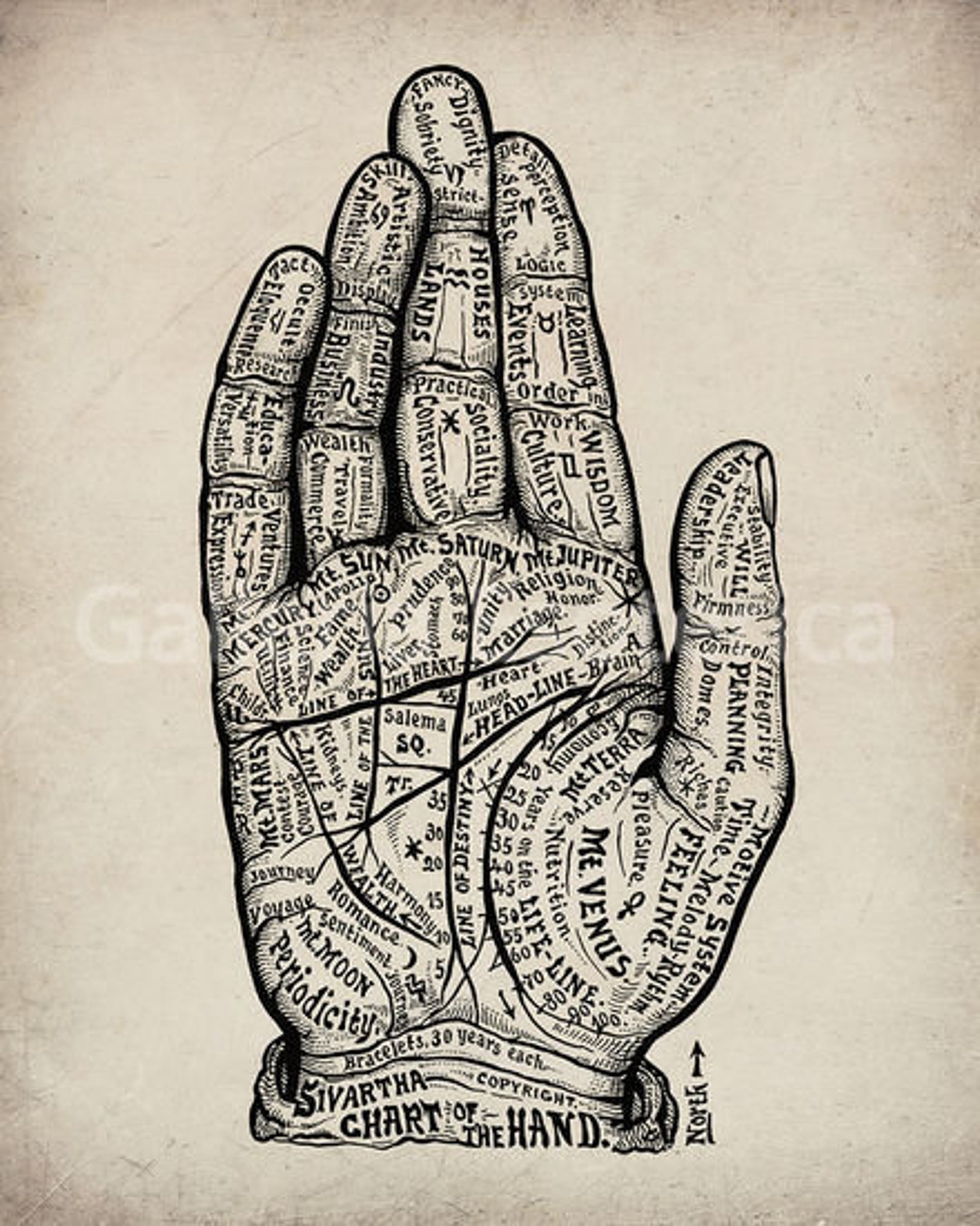 Chart of the Hand Vintage Palmistry Print Retro Aged Palm - Etsy Australia