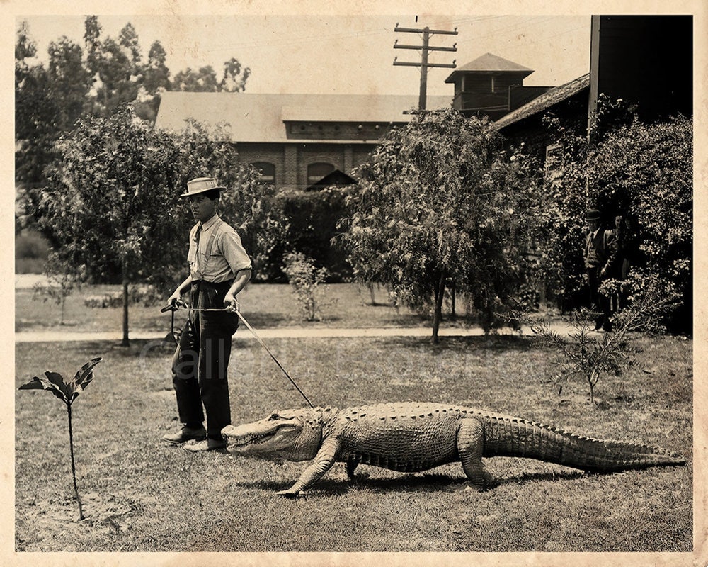 Taking the Alligator for A Walk, Funny Vintage Aged Photo Print ...