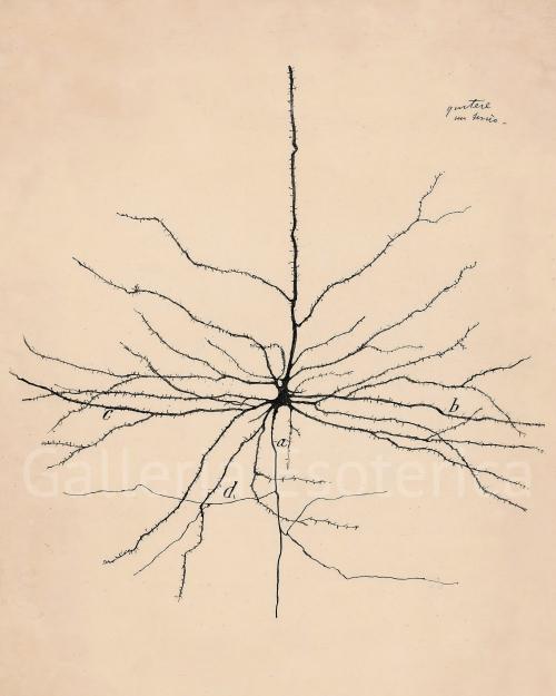 Pyramidal Neuron Vintage Drawing | Brain Cell by Santiago Ramon Y Cajal ...