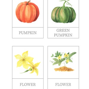 Pumpkin Unit Study Fall Worksheet Teaching Homeschool Learning ...