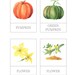 Pumpkin Unit Study Fall Worksheet Teaching Homeschool Learning ...