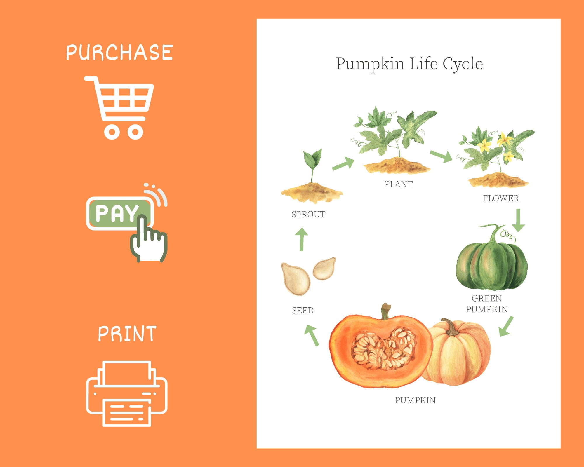 Pumpkin Unit Study Fall Worksheet Teaching Homeschool Learning ...