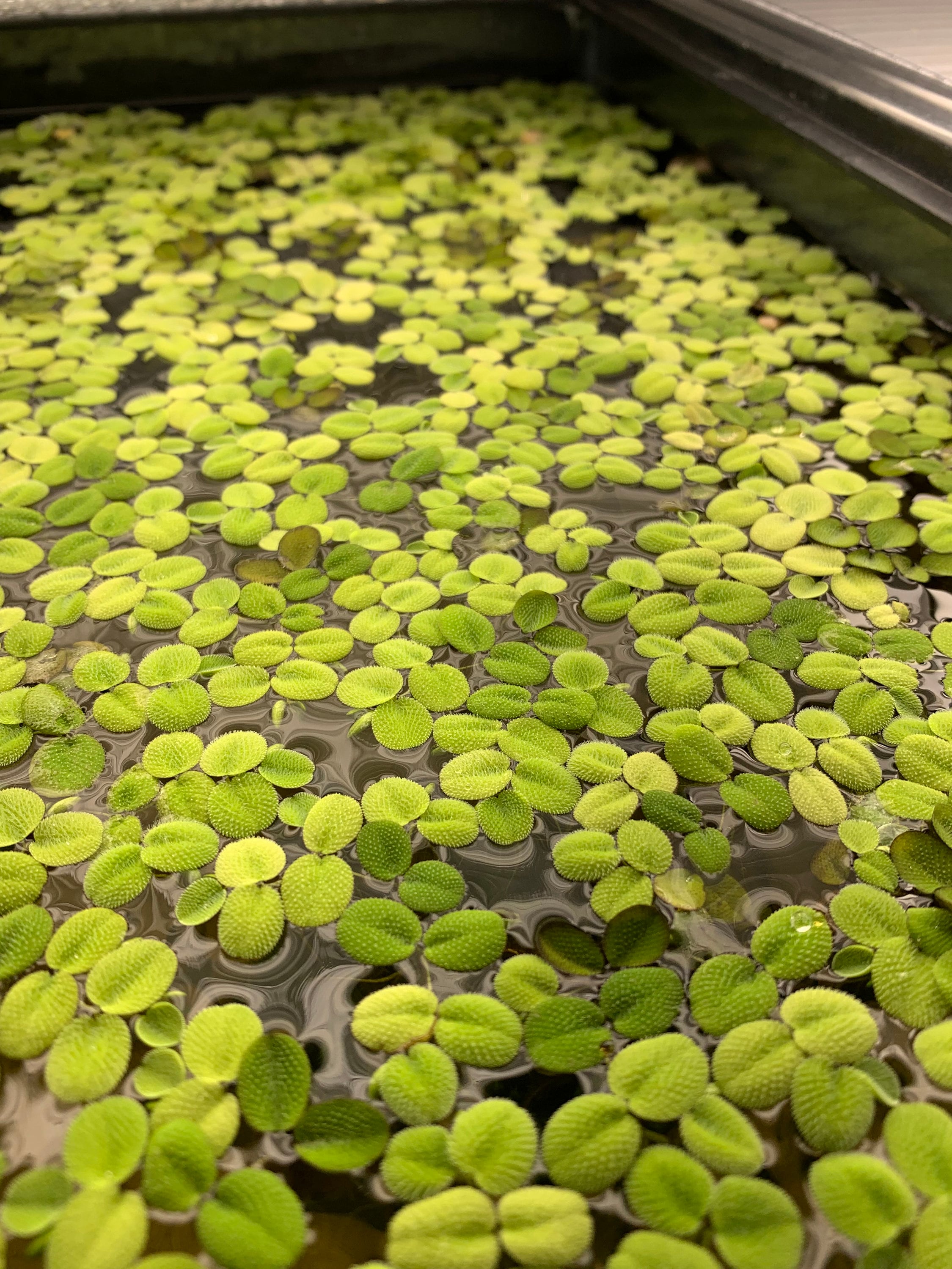 Salvinia Minima Live Floating Plant Water Spangles Aquarium - Etsy