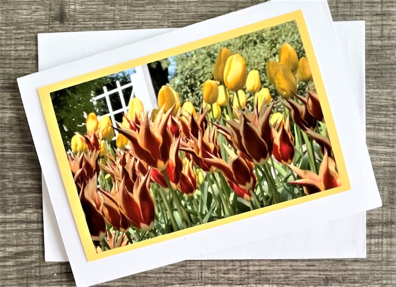 Tulip Cards, Tulip Greeting Cards,tulip Photo Cards, Photo Stationary ...