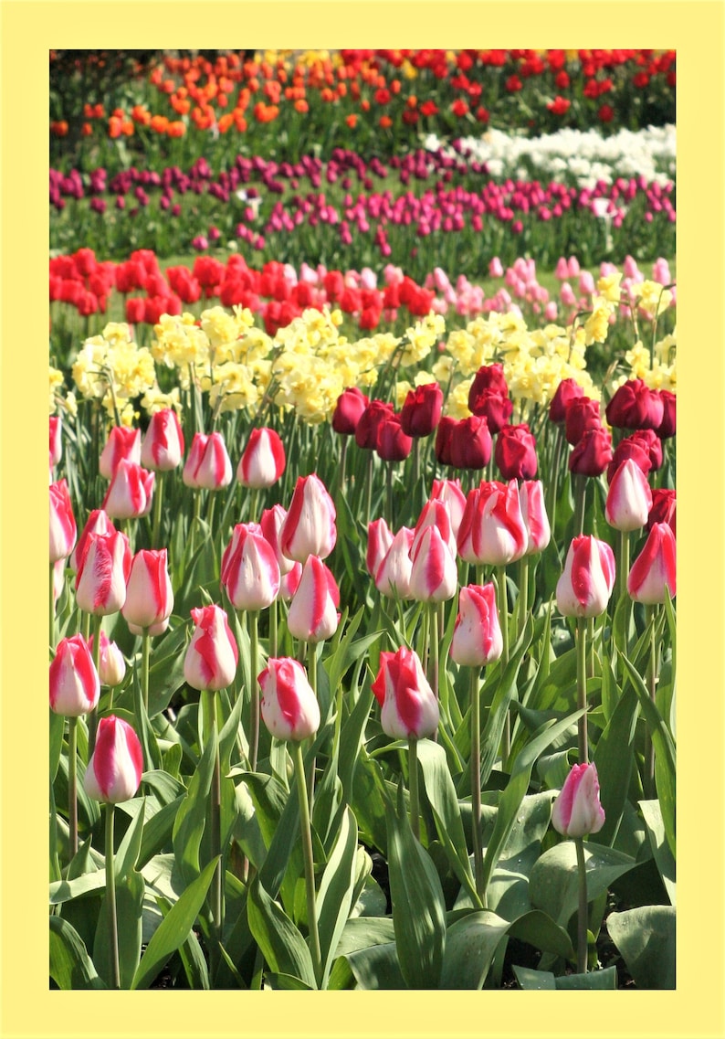 Tulip Cards Tulip Greeting Cards Tulip Photo Cards Photo Stationary ...
