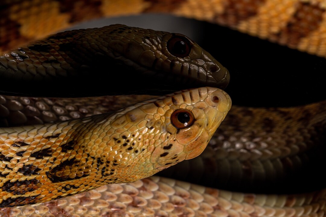 Snakes Reflection ARCHIVAL PRINT - Etsy