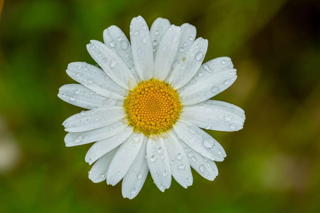 Daisy ARCHIVAL PRINT - Etsy