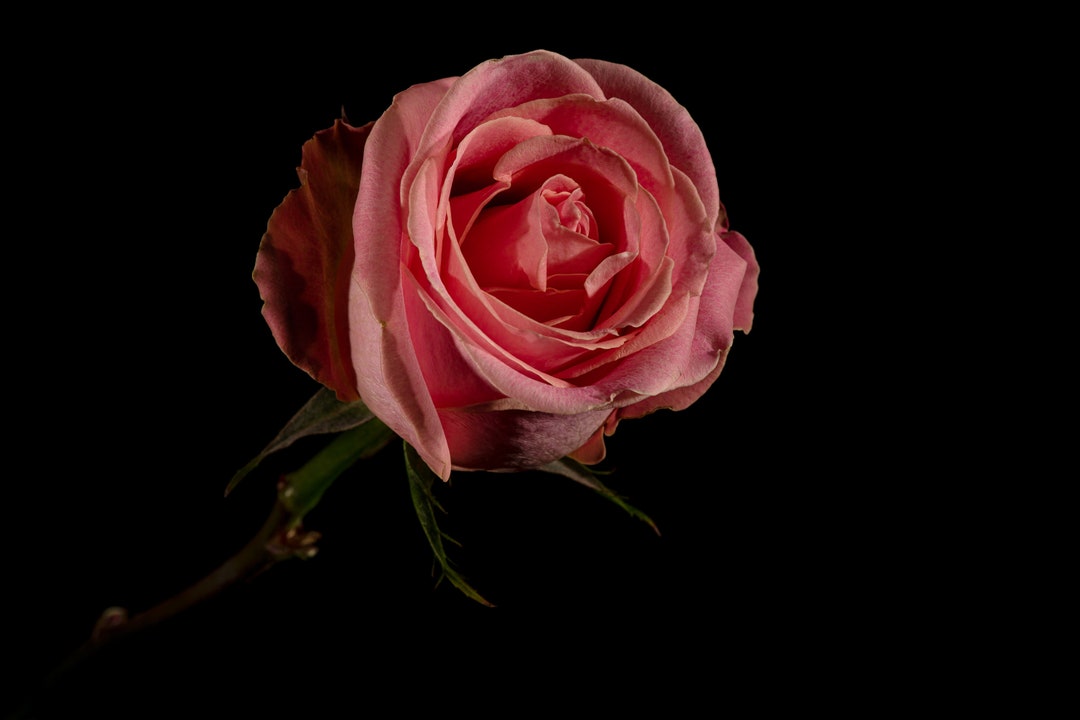 Pink Rose ARCHIVAL PRINT - Etsy