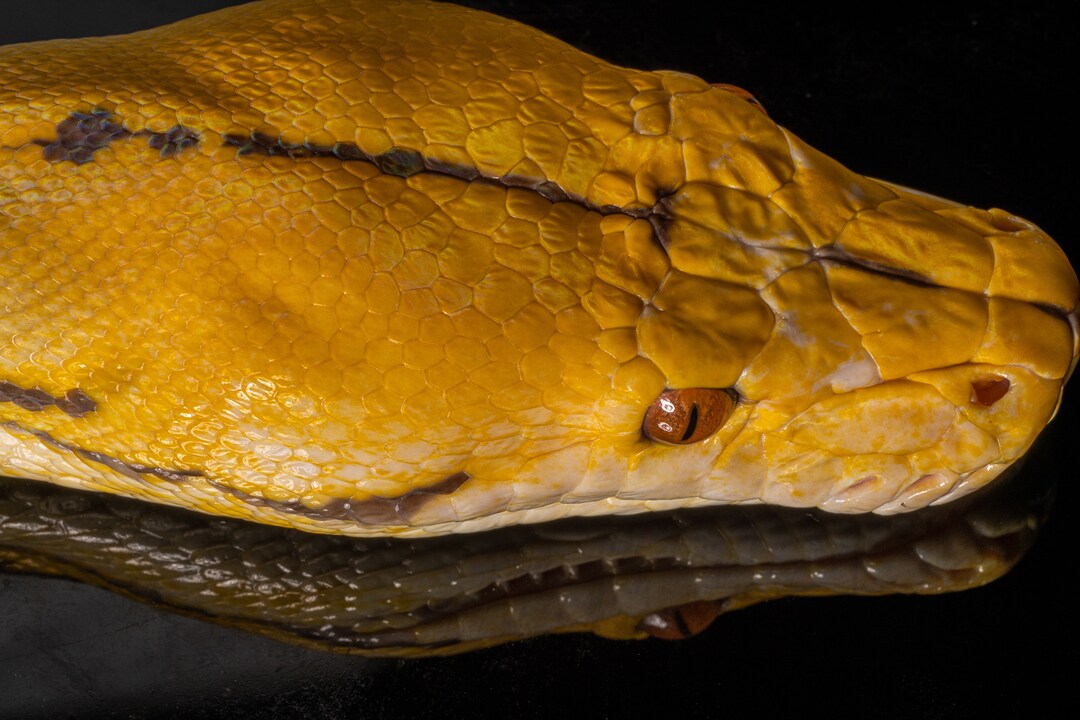 Snakes Head ARCHIVAL PRINT - Etsy