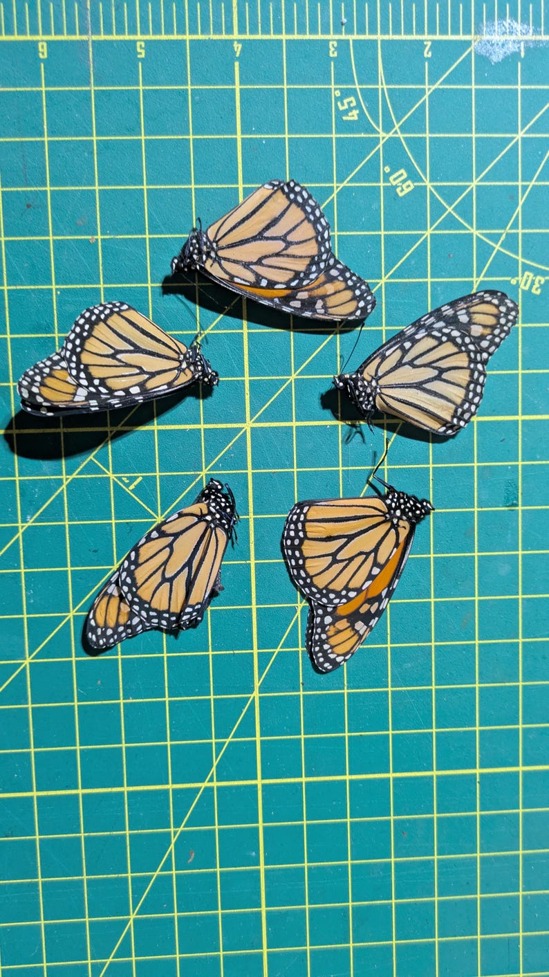 Monarch Butterfly Danaus Plexippus . Set of 5 Specimens Missing ...
