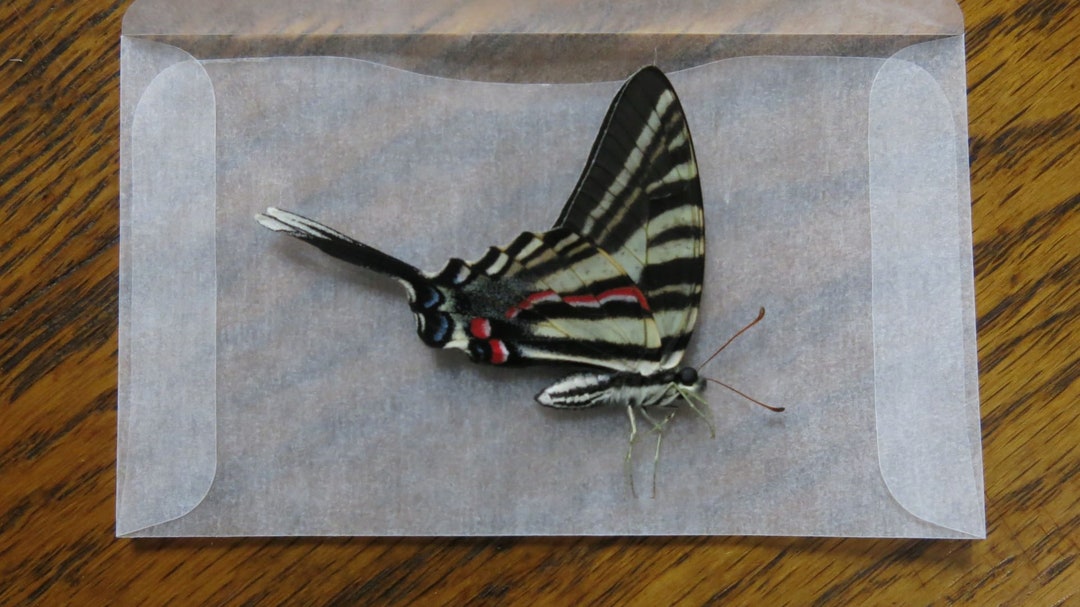 Zebra Swallowtail Specimen Protographium Marcellus - Etsy