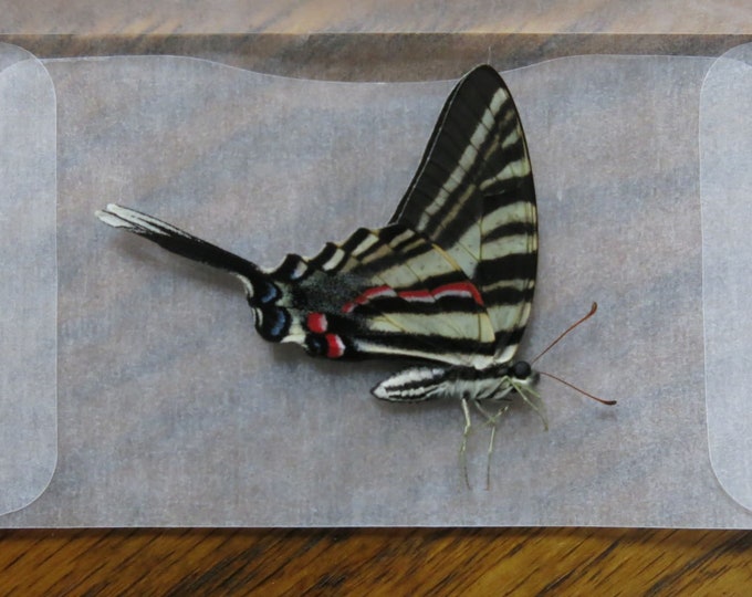 Zebra Swallowtail Specimen Protographium Marcellus - Etsy