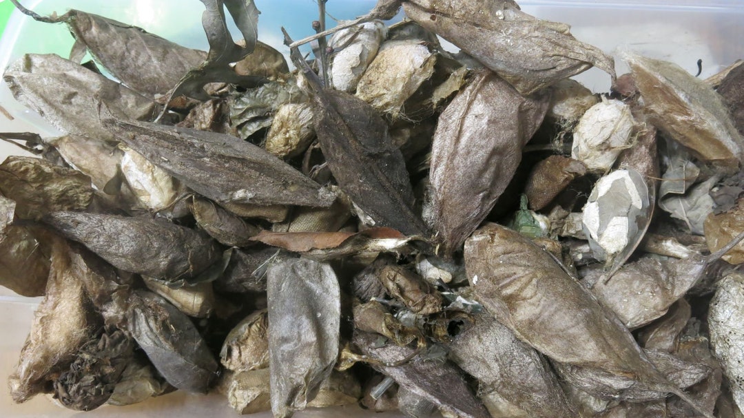 Empty Giant Silkmoth Cocoons for Art or Craft Projects Mixed Lot of 5 ...