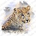Leopard PNG Clipart Bundle: Original Safari Animal Artwork (commercial ...