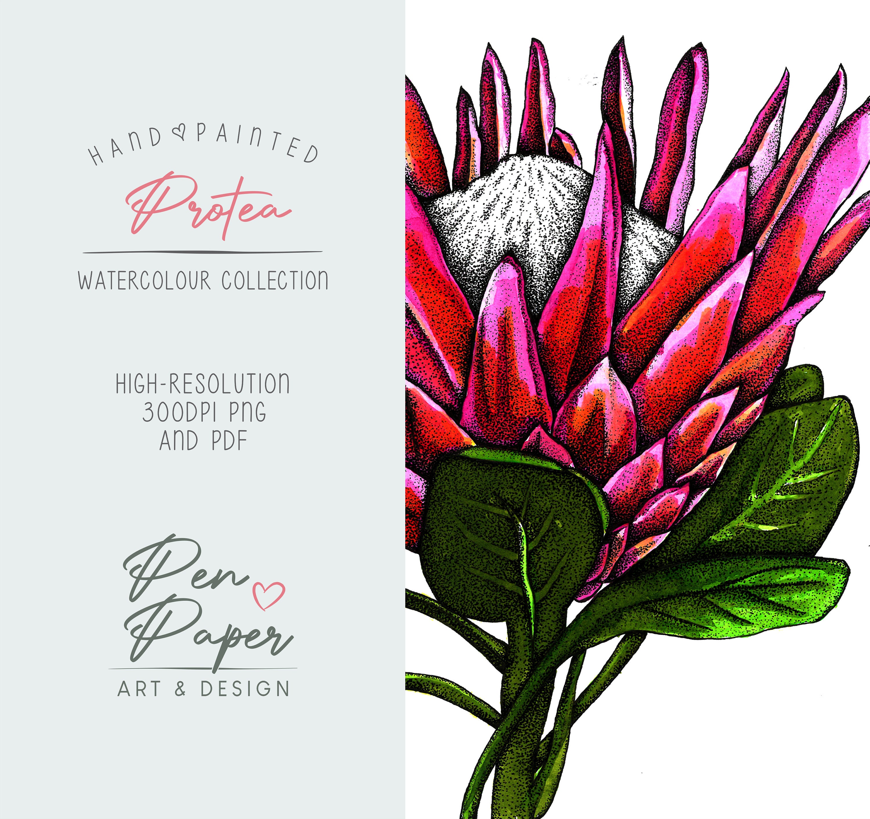 Protea Illustration Print Hand Drawn Botanical Floral Watercolour ...