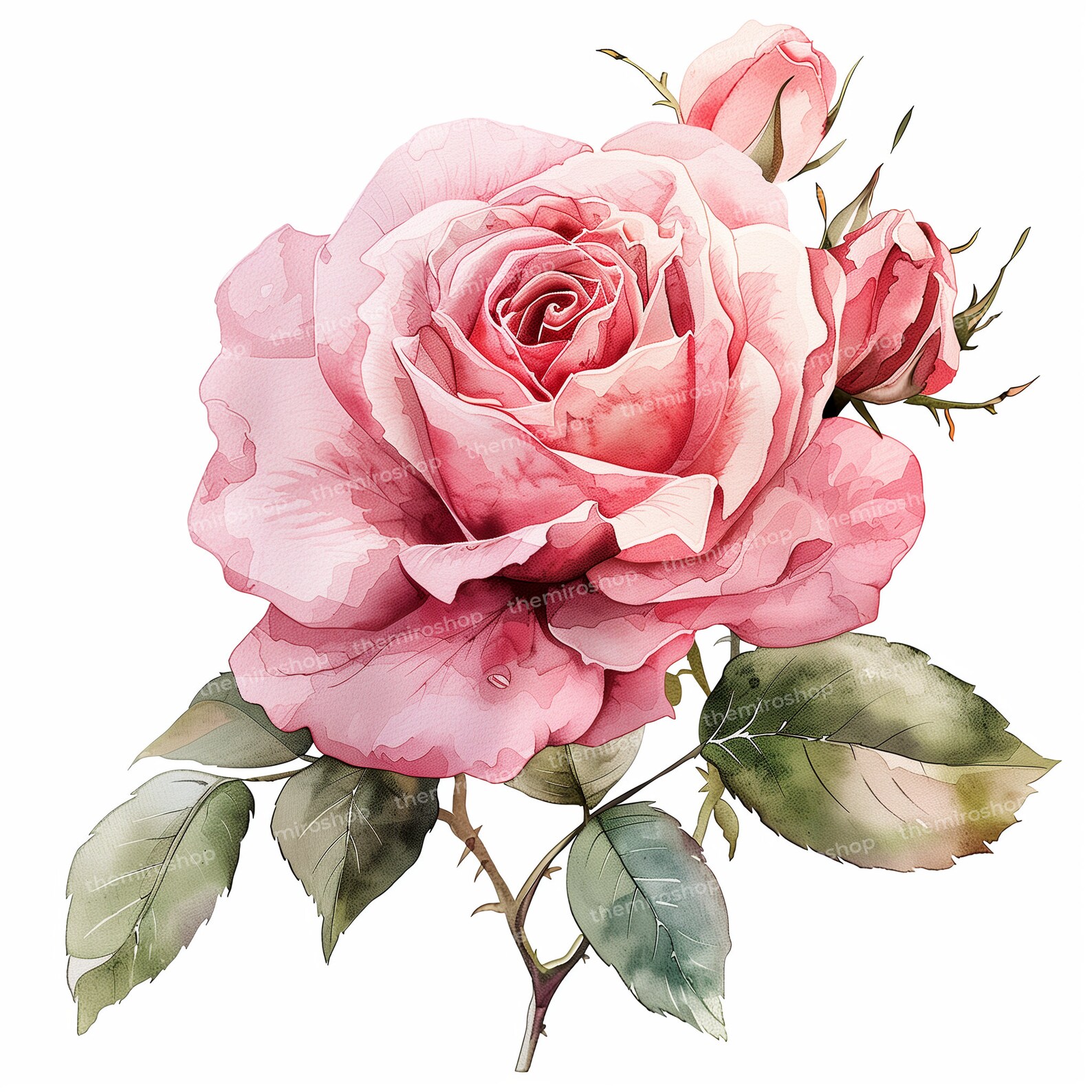 12 Pink Roses Set Clipart, Roses Bouquet, Printable Watercolor Clipart ...
