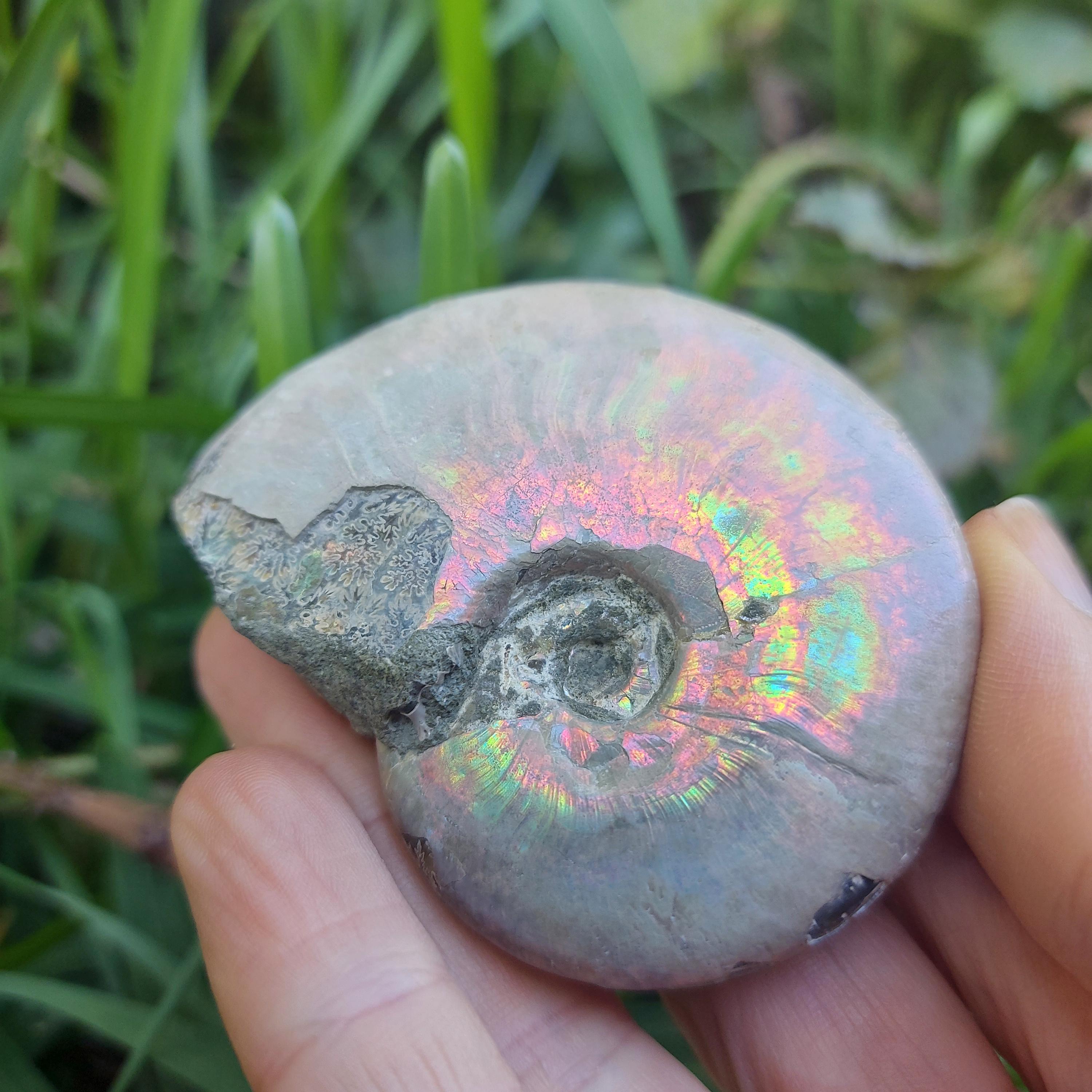 Iridescent Rainbow Ammonite Fossil Specimen Flashy 2 Sided Neon Sheen ...