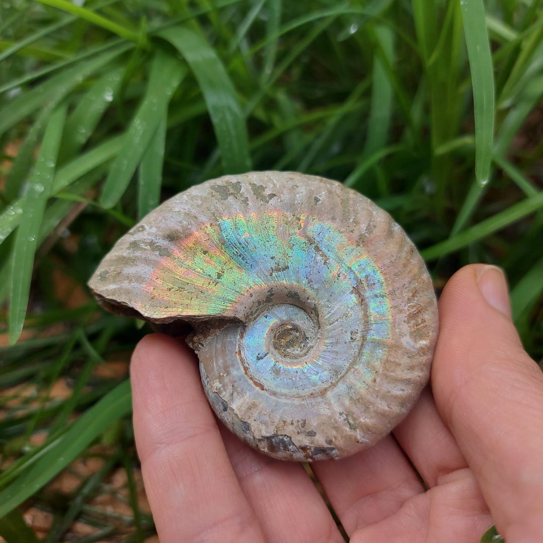 Iridescent Ribbed Rainbow Ammonite Fossil Specimen - Etsy