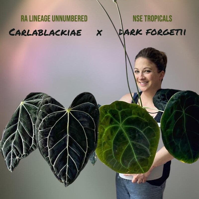 Anthurium Forgetii - Etsy