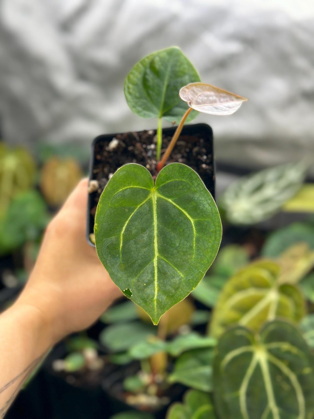 Carlablackiae (RA) X Forgetti (dark Form, NSE) Anthurium Seedling “A1 ...