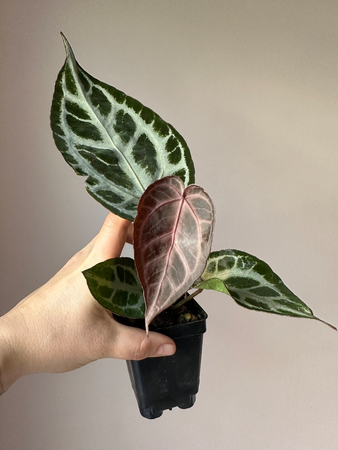 Anthurium Red Crystal Blush (anthurium Red Crystallinum X Silver Blush ...