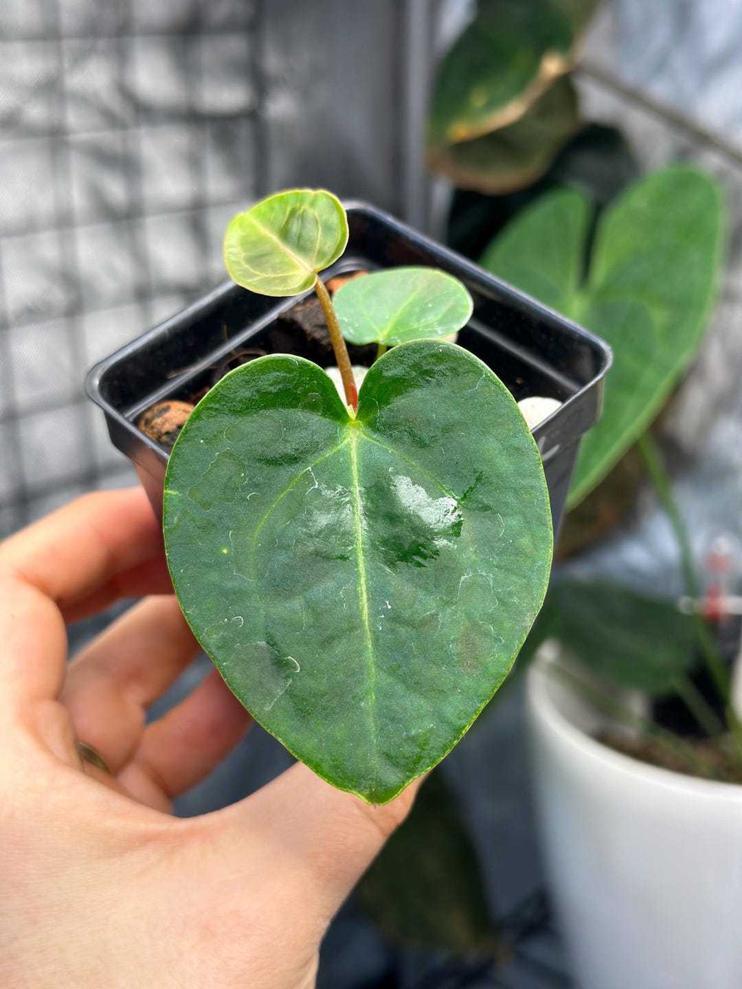 Carlablackiae (RA) X Forgetti (dark Form, NSE) Anthurium Seedling “A3 ...