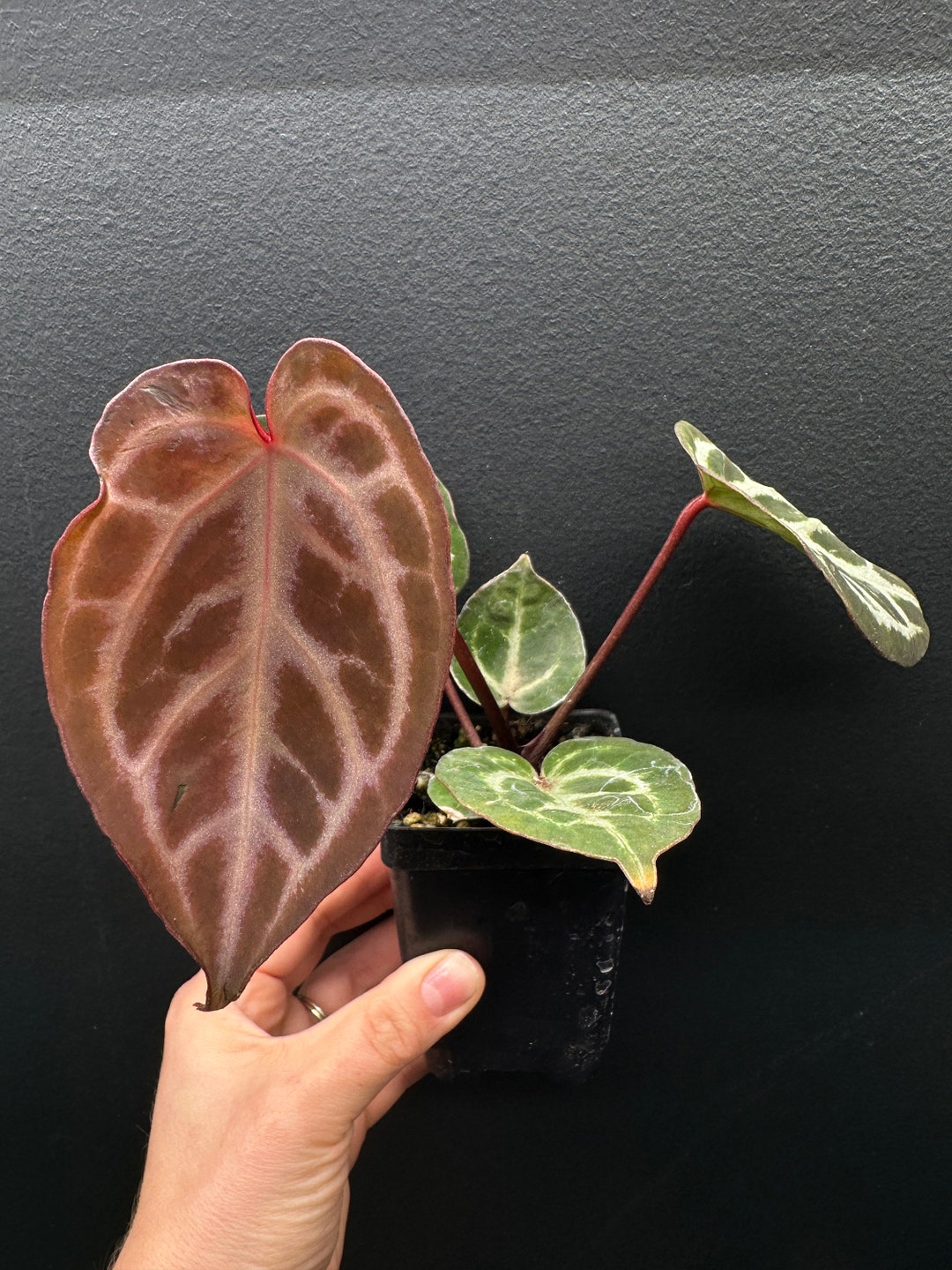 Anthurium Red Crystal Blush anthurium Red Crystallinum X Silver Blush ...