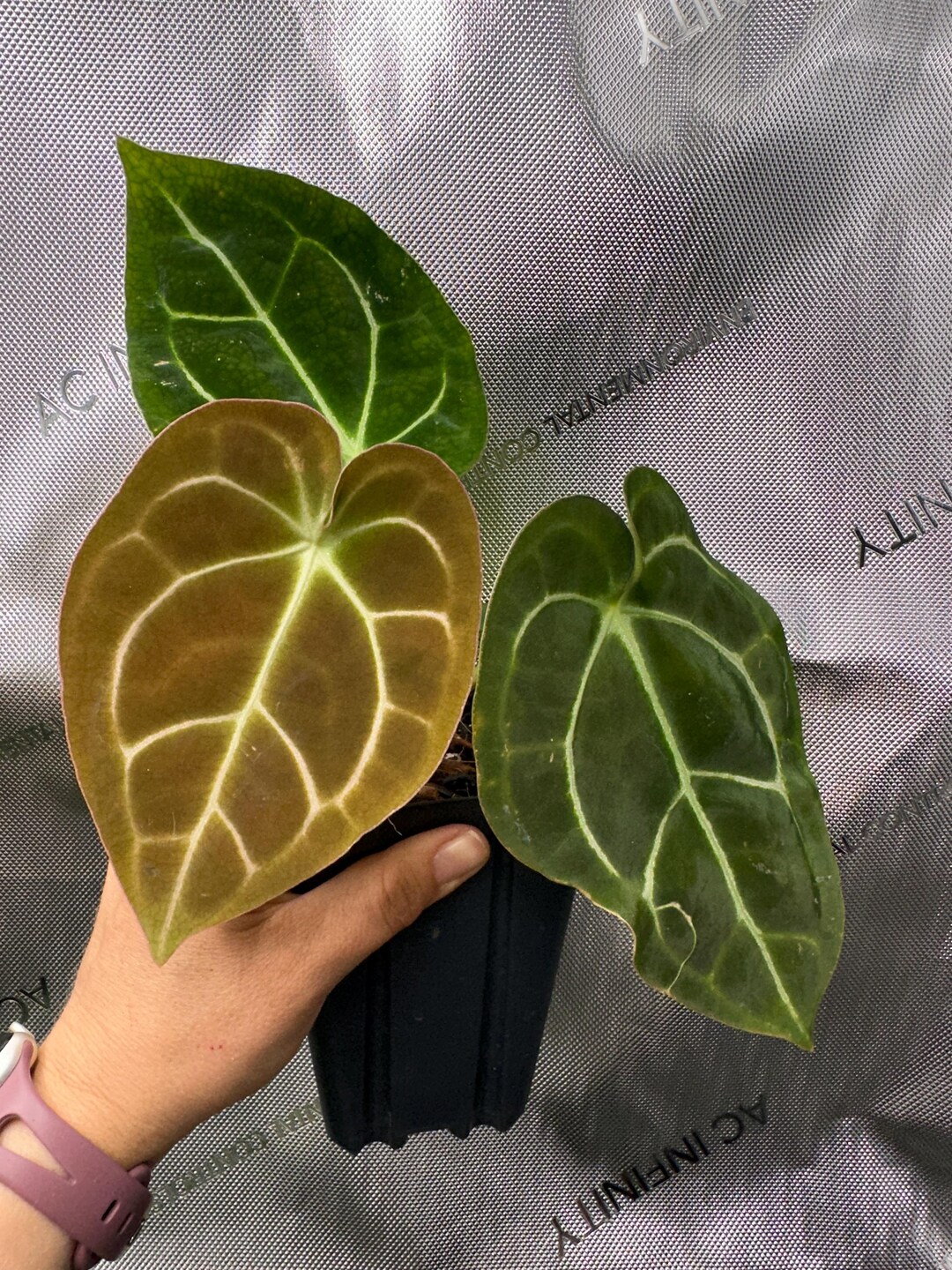 Carlablackiae (RA) X Forgetti (dark Form, NSE) Anthurium Seedling “S4 ...