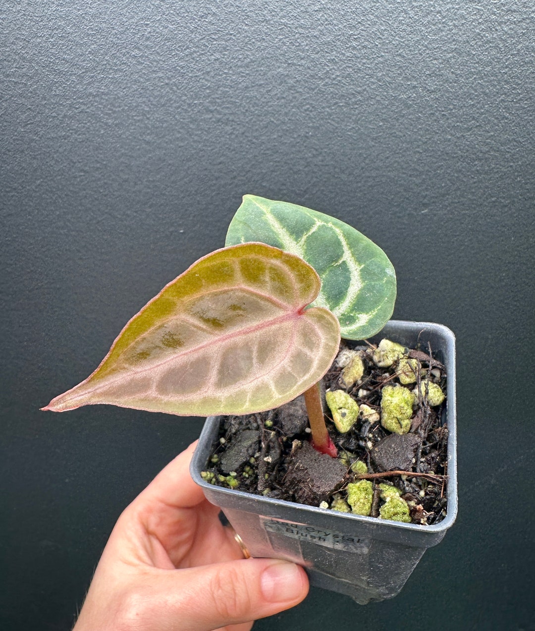 Anthurium Red Crystal Blush anthurium Red Crystallinum X Silver Blush ...