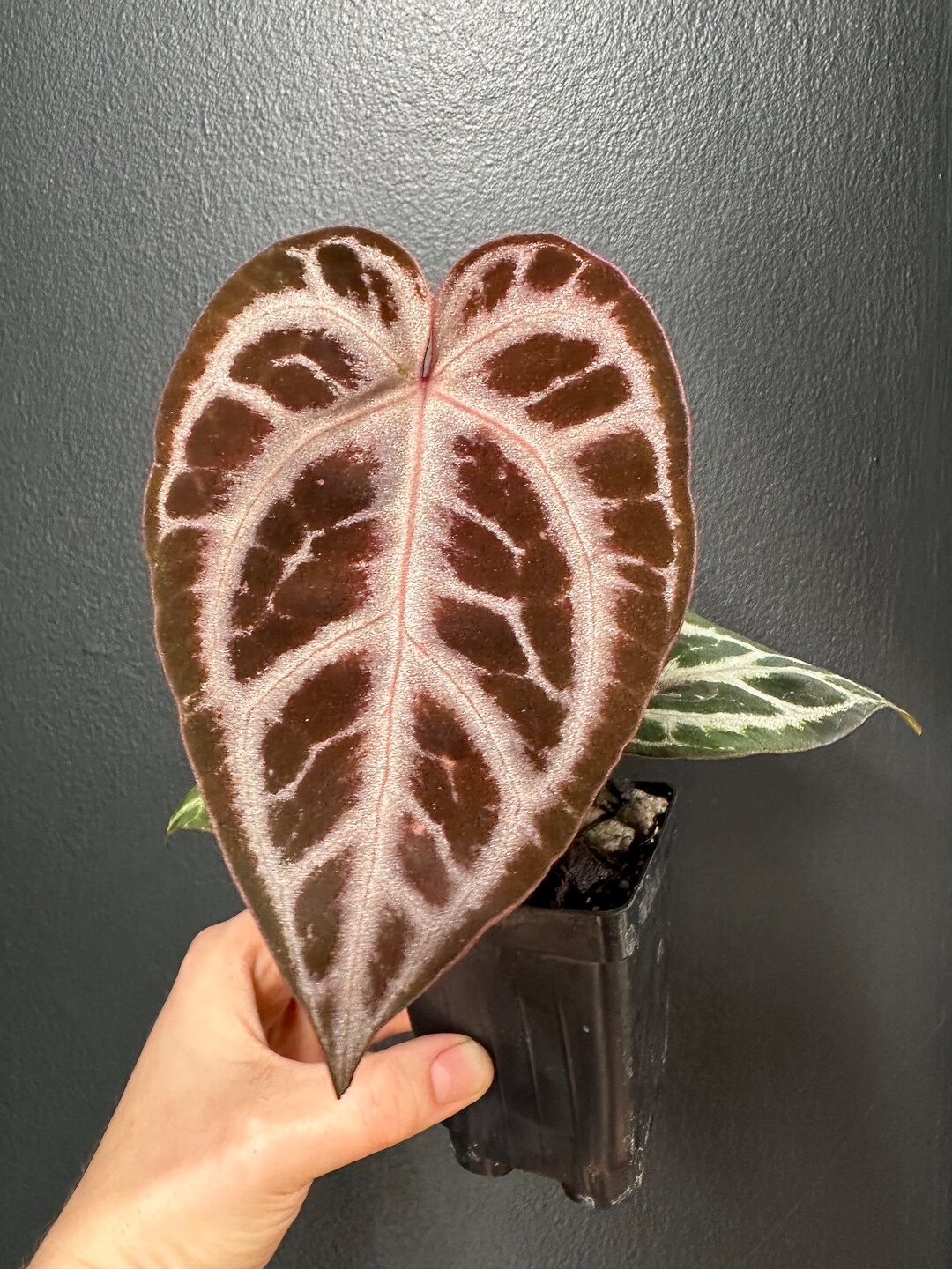 Anthurium Red Crystal Blush anthurium Red Crystallinum X Silver Blush ...