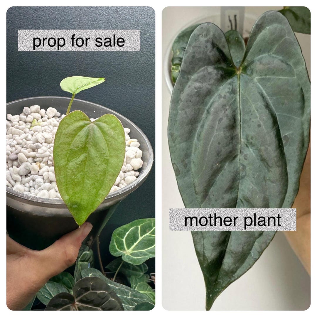 Anthurium 'curandero' by Jay Vannini Rooted anthurium SP. Nov Aff ...