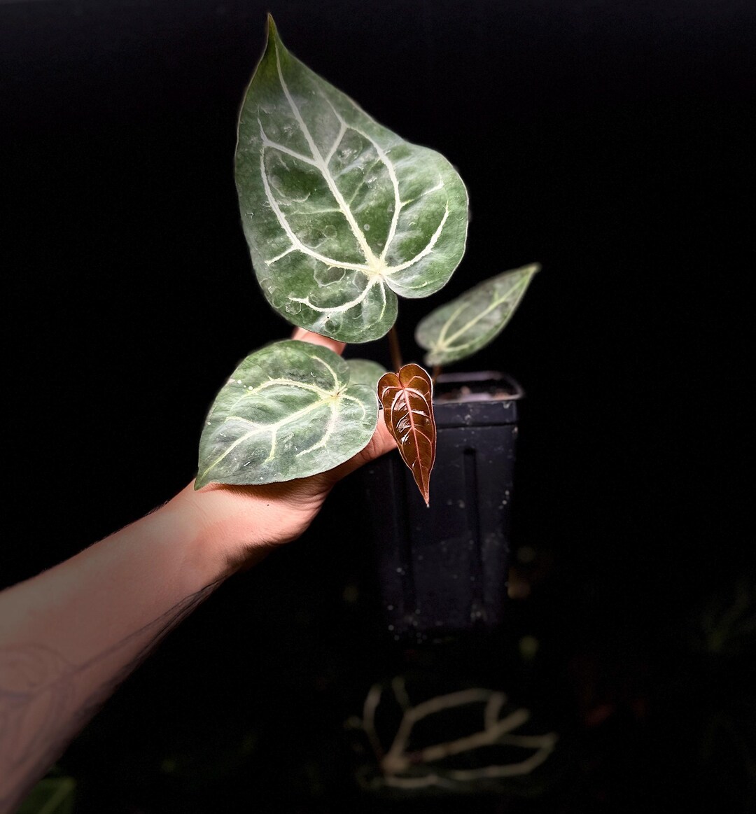 Carla Pink Anthurium F1 Generation: zaraxmichelle F2 X Carlablackiae ...