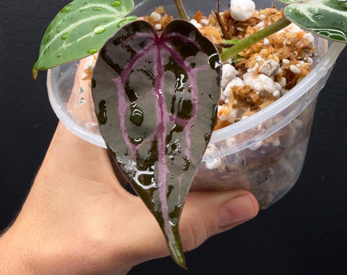 Anthurium Raspberry Plum- (#3x#1) F2 Generation Plant “H1” Exact Plant ...