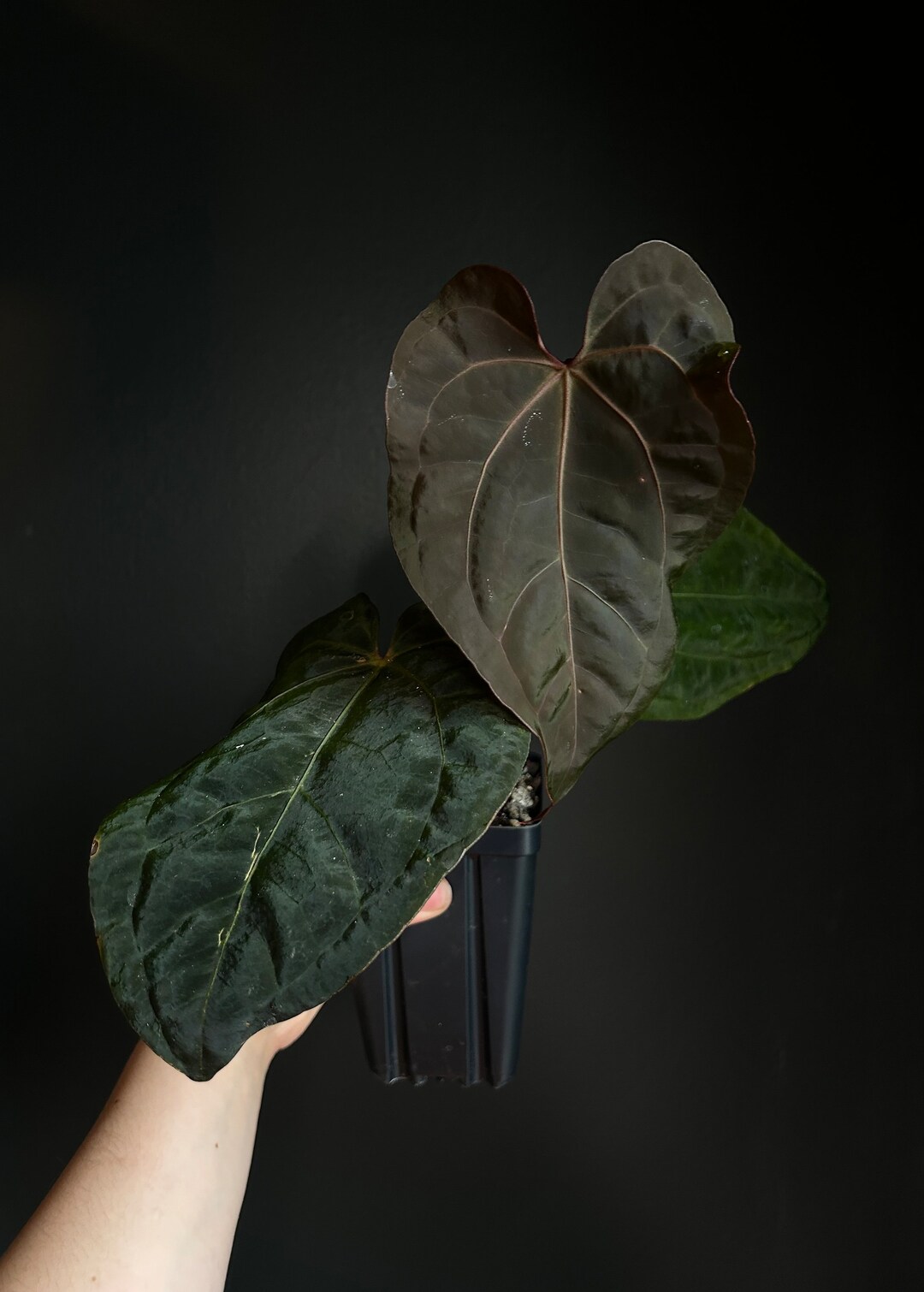 Anthurium Raspberry Pap: Anthurium zaraxmichelle X papillilaminum Fort ...