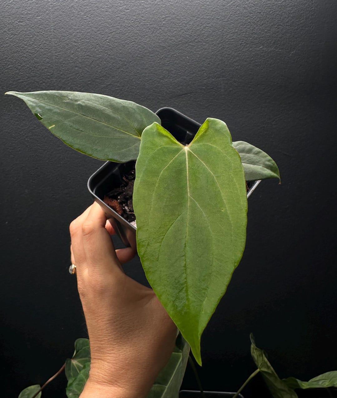 Papillilaminum ‘ralph Lyman X Fort Sherman’ Clone From Jay Vannini - Etsy