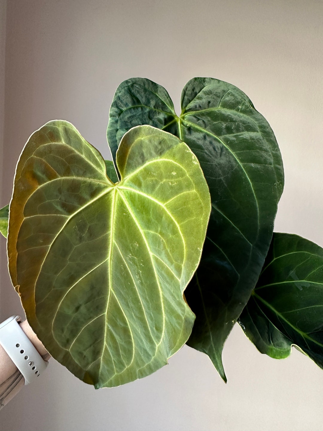 Silver Blush X Papillilaminum Fsxrl Anthurium e8 - Etsy