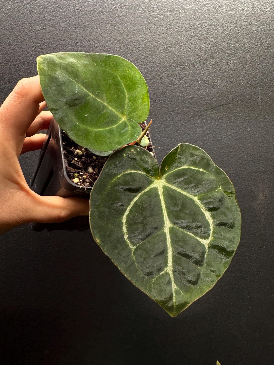 Carlablackiae (RA) X Forgetti (dark Form, NSE) Anthurium Seedling “B10 ...