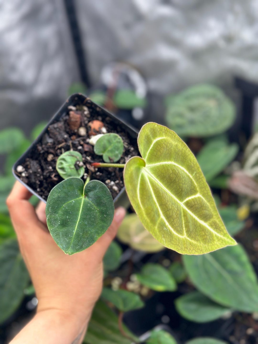 Carlablackiae (RA) X Forgetti (dark Form, NSE) Anthurium Seedling “B25 ...