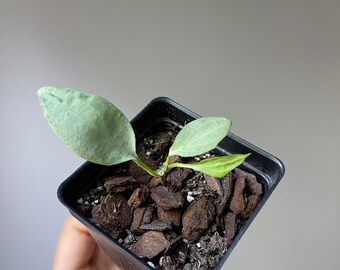 Hoya Ngg - Etsy