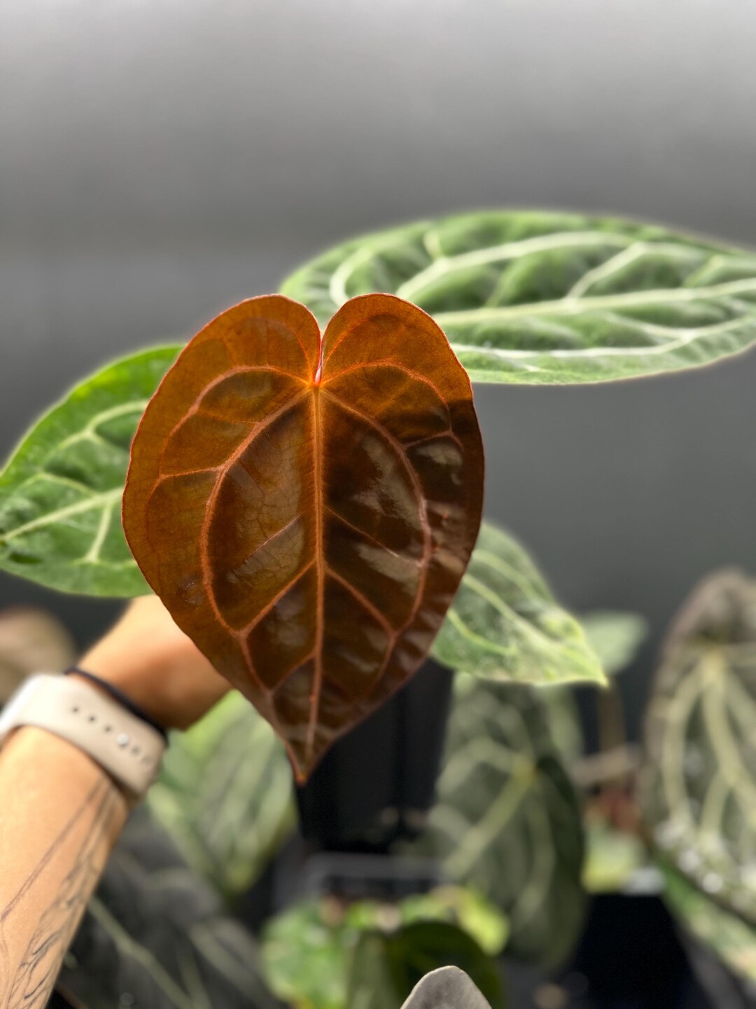 Zaraxmichelle F2 X Carlablackiae anthurium Carla Pink Exact Plant B5 US ...