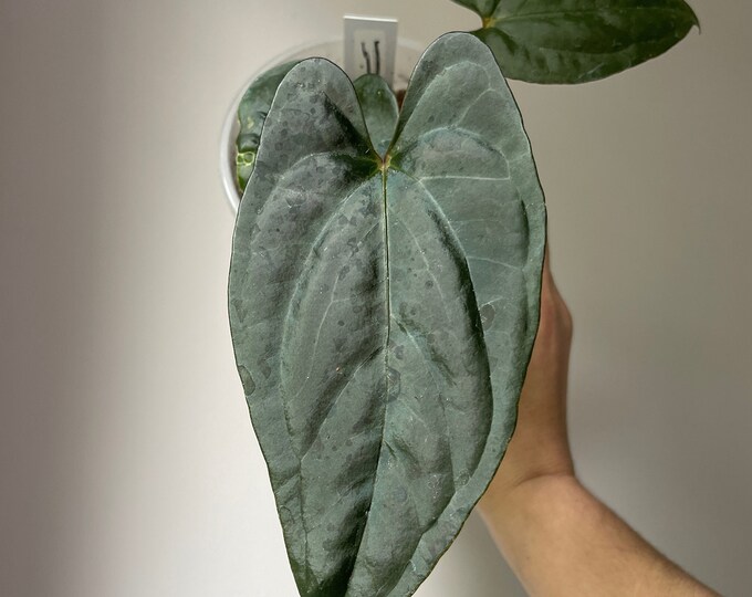 Anthurium 'curandero' by Jay Vannini (anthurium SP. Nov Aff ...