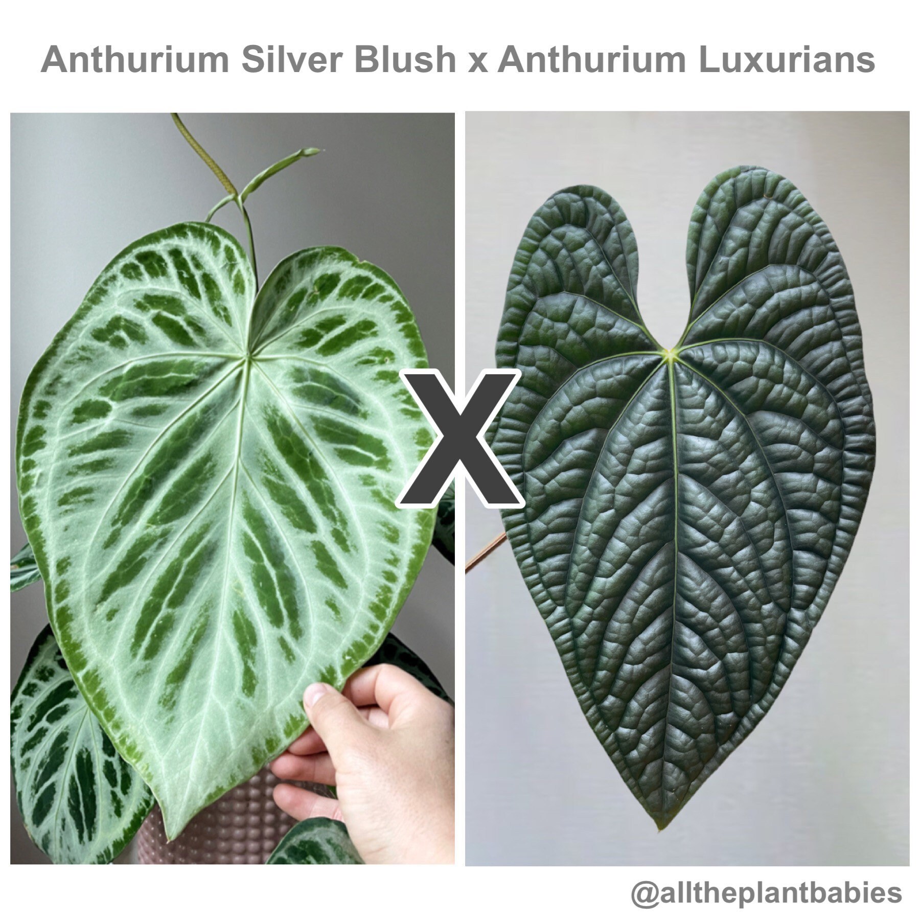 Anthurium SEEDLINGS: Silver Blush X Luxurians - Etsy