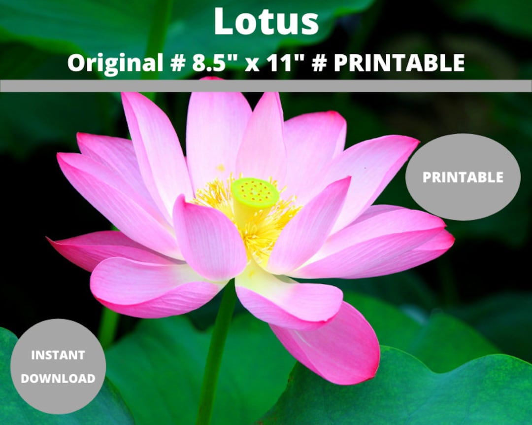 Lotus Flower Photo Art Print (digital Download) - Etsy