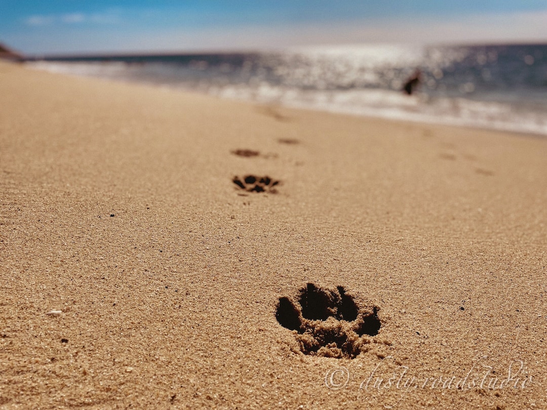 Sandy Paw Print Impression Digital Instant Download Dog Art Beach Vibes ...