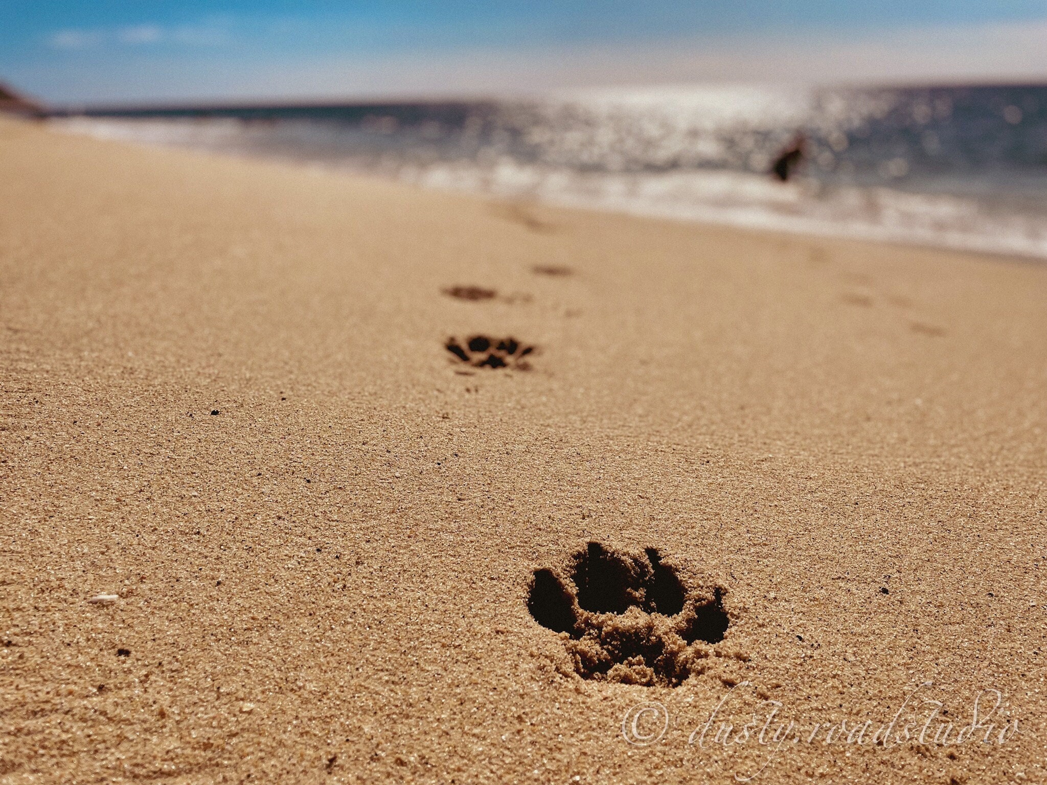 Paw Prints In The Sand