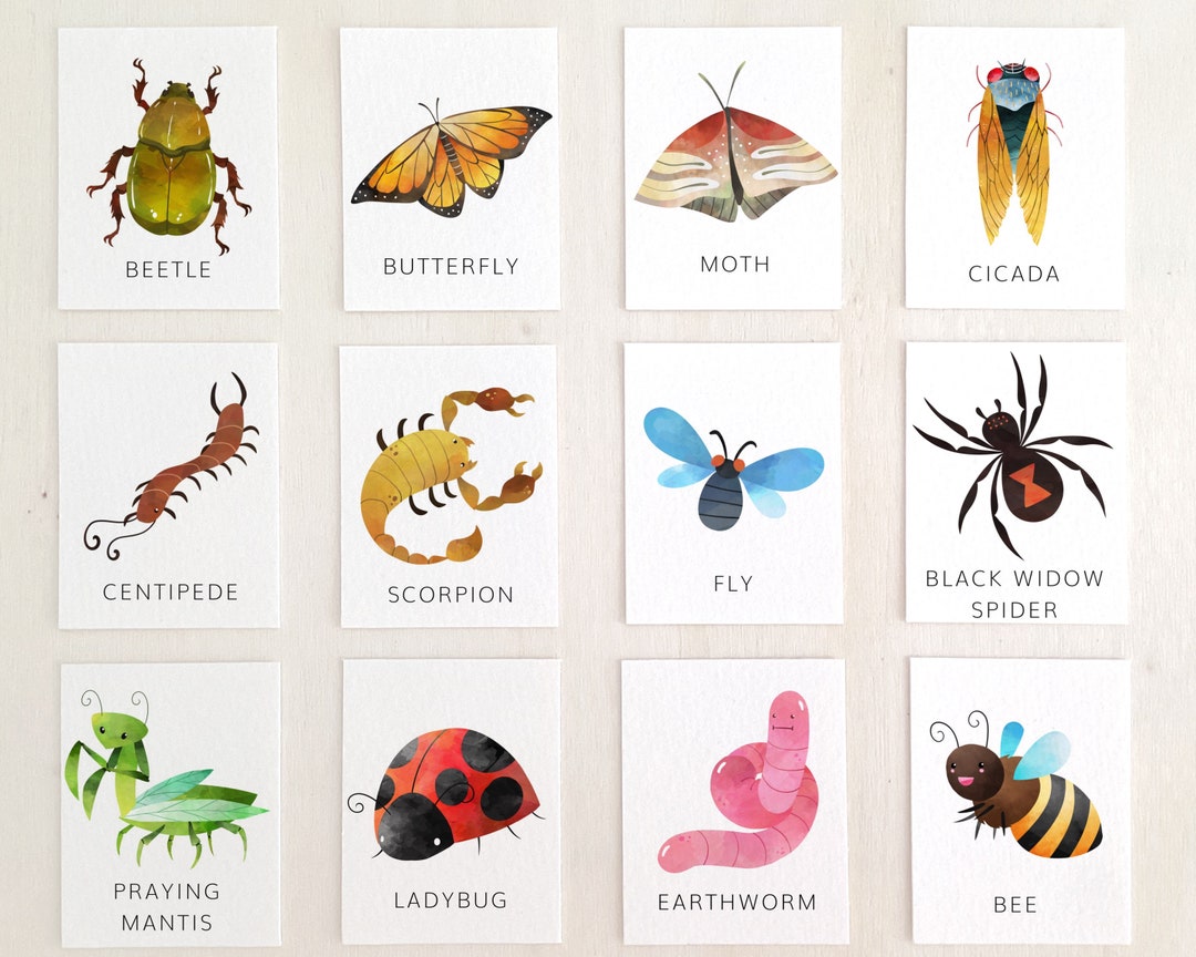Printable Bugs and Insects Flash Cards, Digital Instant Download - Etsy