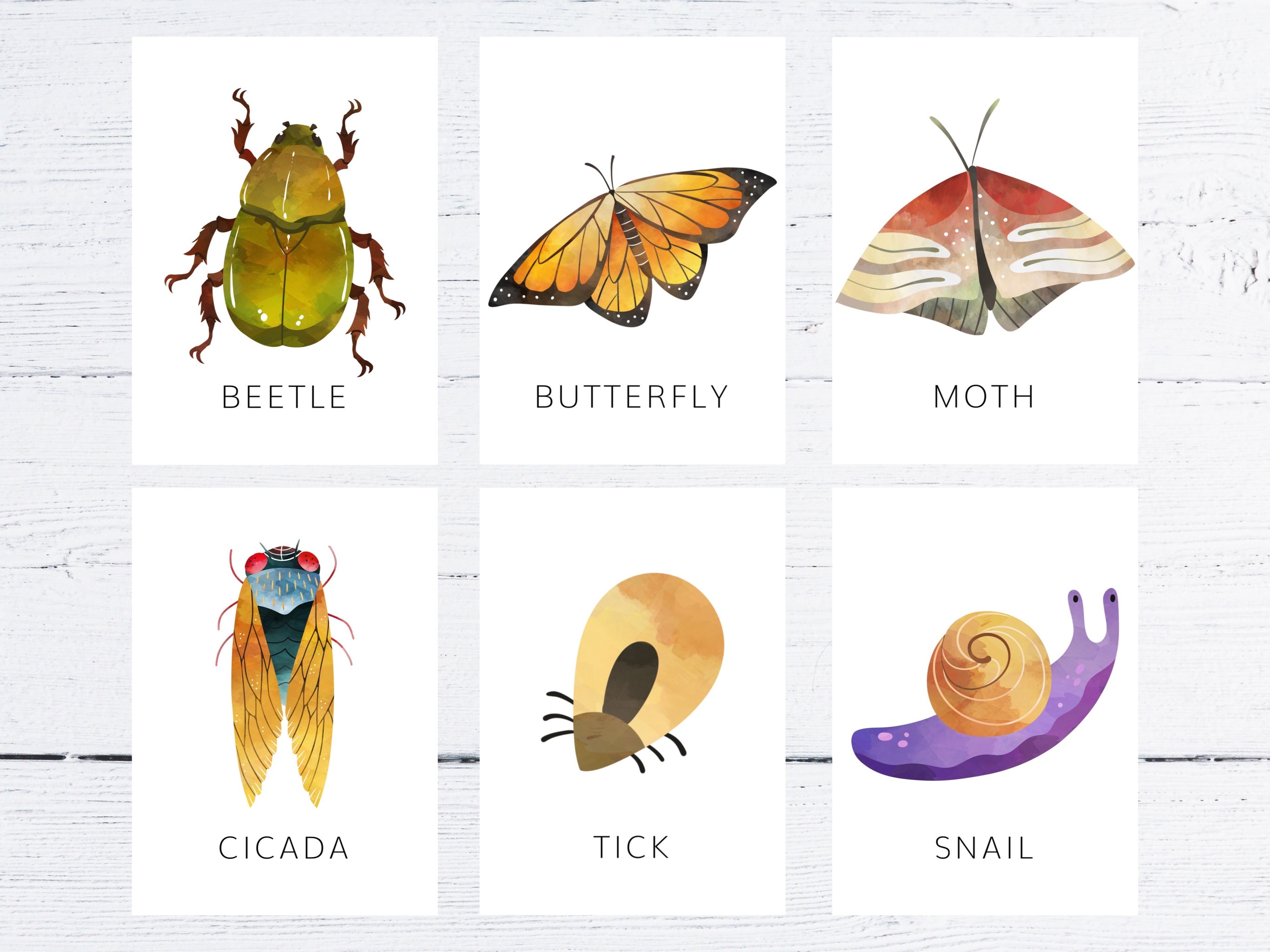 Watercolor Bugs Flash Cards: Printable Insect Learning Cards (digital ...